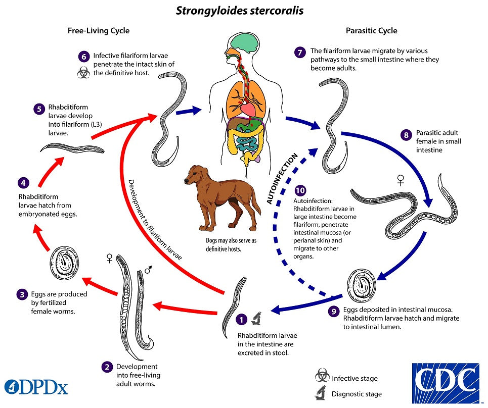 Tropical Parasites Explained: Strongyloides Prevention Tips ...